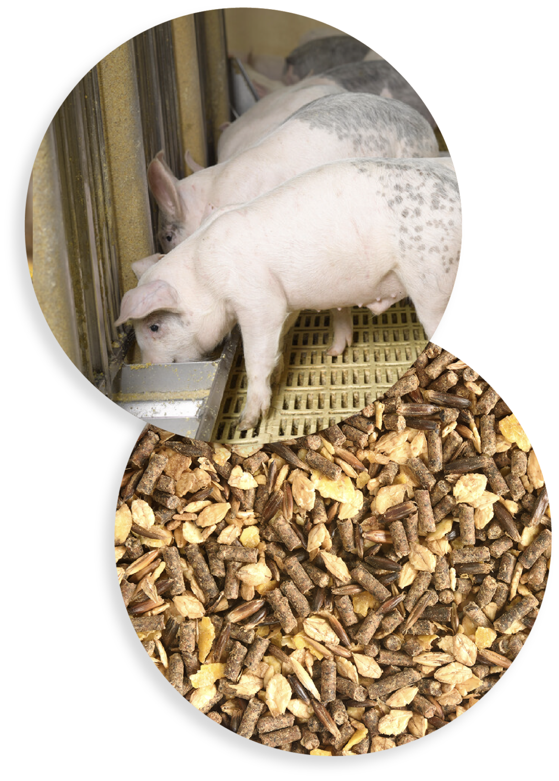 Feed for Farmers – Nutrition 101